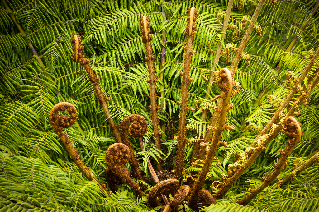New Zealand silver fern. | Silver fern, Plants, New zealand